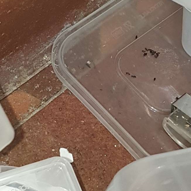 Mouse infestation results in closure for primary school kitchen - South ...